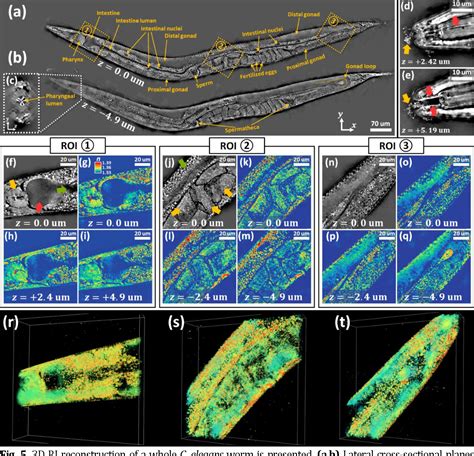 Figure 2 From High Resolution 3d Refractive Index Microscopy Of Figure 2 From High Resolution 3d Refractive Index Microscopy Of
