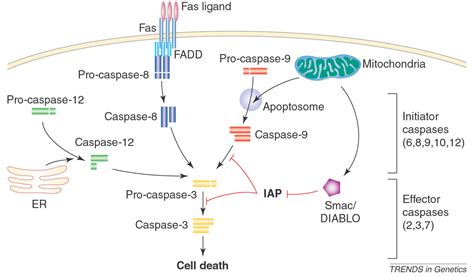 The Iap Proteins Trends In Genetics