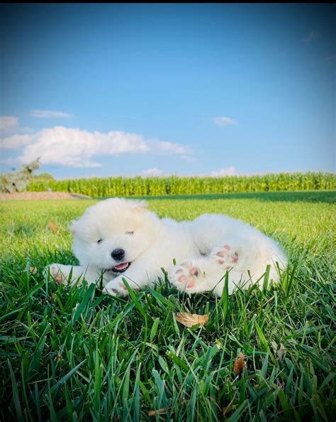 Heavenly Samoyeds Samoyed Puppies For Sale In Bloomer Wi Akc