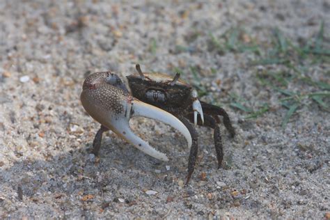 Sand Fiddler Crab Img 8791 Ocracoke Observer