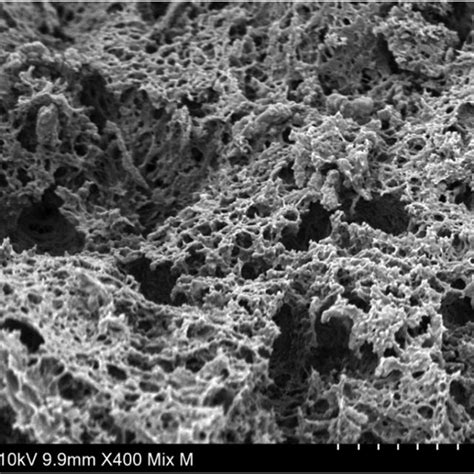 scanning electron microscopy image of wpi microgel foam download scientific diagram
