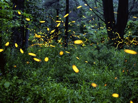 A New Theory On Why Fireflies Glow—and Why They Need Help Popular Science