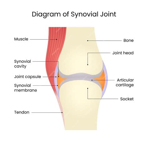 Premium Vector Structure Diagram Of Synovial Joint