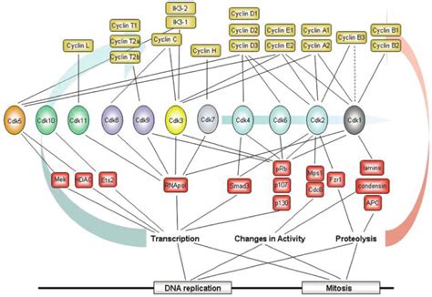Overview Of The CDKs And The Cyclins Each Cyclin Binds To One Or Download Scientific