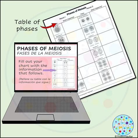 Meiosis Ppt And Guided Notes Esl Made By Teachers