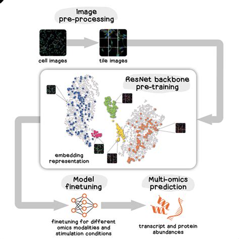 Image2omics Deep Learning To Predict Multi Omics Measurements From