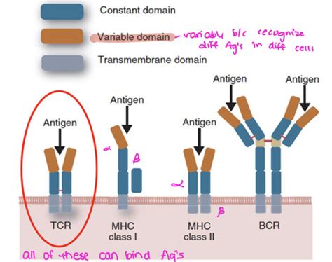Liu Cvm Veterinary Immunology Week 8 10 17 10 21 Flashcards Quizlet