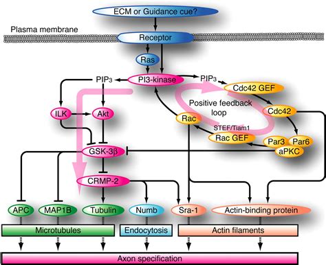 Signaling Networks In Neuronal Polarization Journal Of Neuroscience
