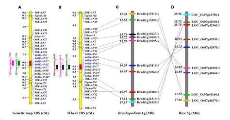 Comparative Genetic Linkage Maps Of Stripe Rust Resistance Gene