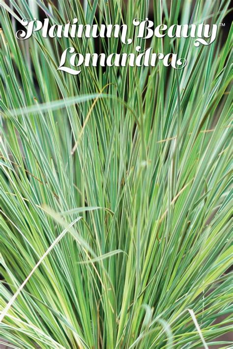 Video Make A Statement With Platinum Beauty™ Lomandra Lomandra