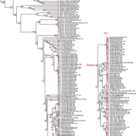 Chronogram From Bayesian Analysis Using A Relaxed Molecular Clock And