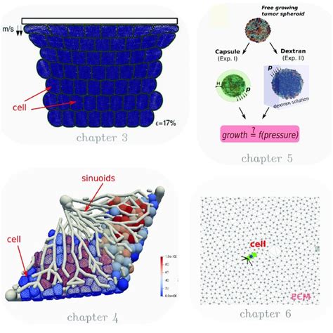 10 A Schematic Representation Of The Cell Protrusion Element And Download Scientific Diagram