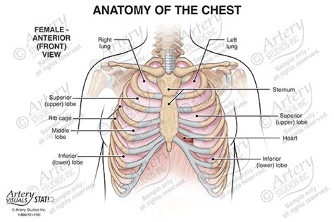 Anatomy Of Upper Chest