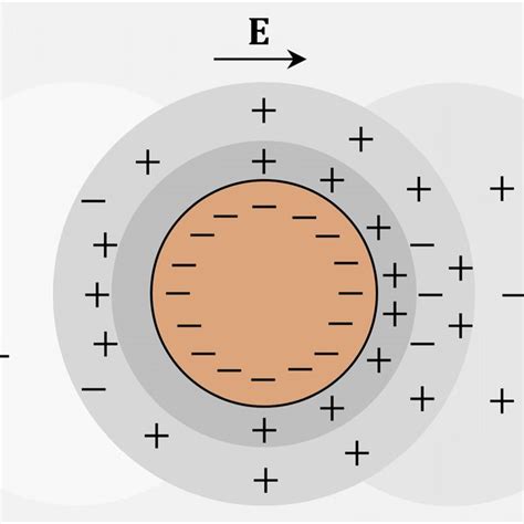 Sketch Of The Polarization Of The Diffuse Layer A Negatively Charged
