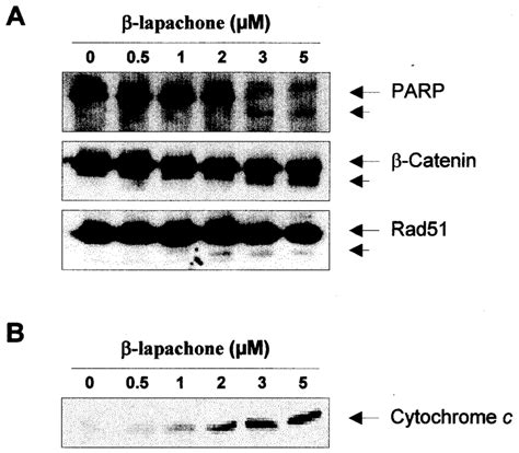 Release Of Cytochrome C From The Mitochondria Into The Cytosol And