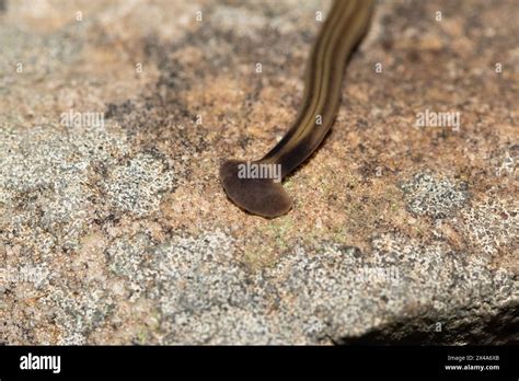 Shovel Headed Garden Worm Bipalium Kewense Also Known As The