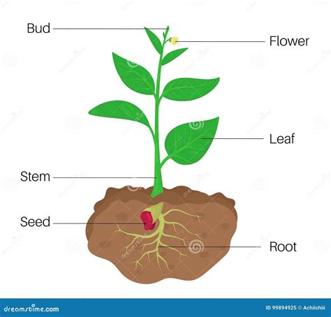 General Diagram Of A Plant Structure Vascular Oat