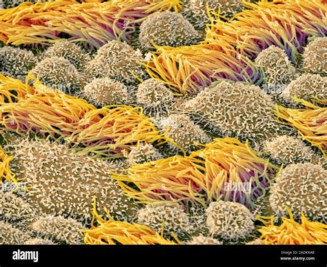 Fallopian Tube Coloured Scanning Electron Micrograph SEM Of The