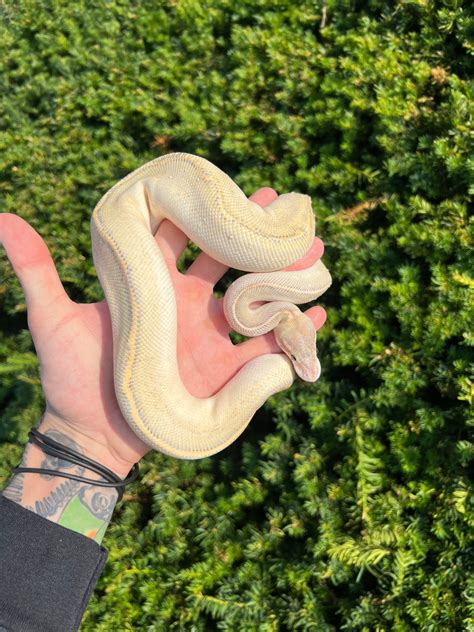 Sub Adult Highway Pastel Ball Python Female Scales And Tails Of Ohio