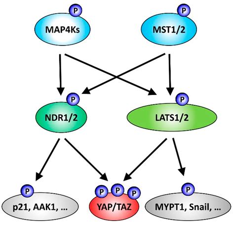 Genes Free Full Text The Roles Of Ndr Protein Kinases In Hippo