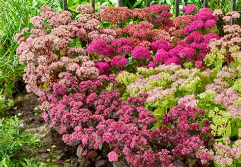 Πλήρης οδηγός για το Sedum Sedum Φύτευση Φροντίδα και Συμβουλές