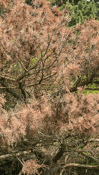Pine Wilt Disease Symptoms Davey Tree