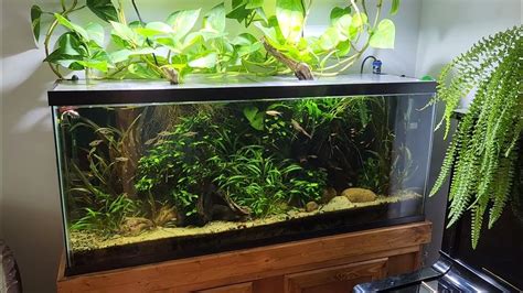 Java Ferns Cripts And Pathpothos Can Make A Really Good Jungle Effect