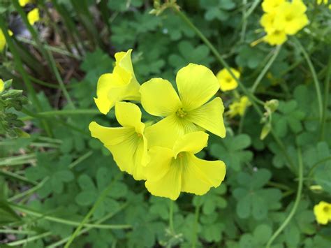 Divagar Sobre Tudo Um Pouco Poemas Flores Pinturas Férias Flores Silvestres Azedas