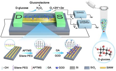 Schematic Diagram Of Surface Modification And Glucose Detection