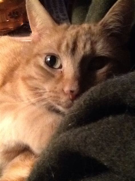 Landscapelady Free Moose Silloutte Pattern Wip Wed