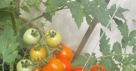 11 Tanaman Tomat Berbunga Tapi Tidak Berbuah Tercantik