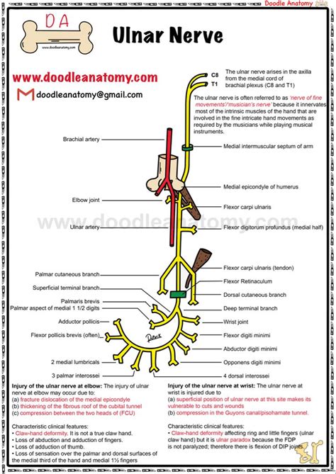 Ulnar Nerve Distribution Upper Limb My Xxx Hot Girl