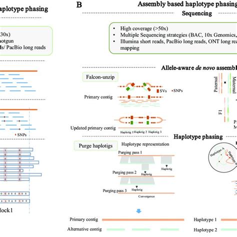 Overview Of The Two Main Classes Of Haplotype Phasing Strategies The Download Scientific