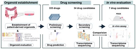 汤富酬 付卫课题组合作建立基于人类结直肠癌类器官模型的体外药物筛选和药效评价平台 生物通