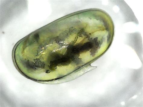 Help Me Identify This Please R Microscopy