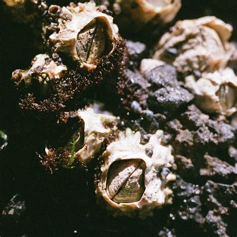 Barnacles Characteristics Diet Facts And More [fact Sheet]