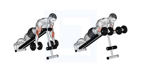 Dumbbell Reverse Spider Curl Guide Benefits And Form