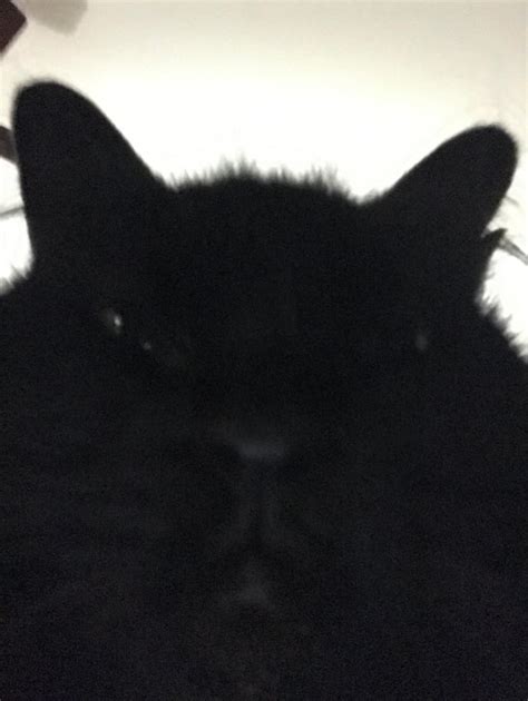 The Angriest Cat Rfunnycats