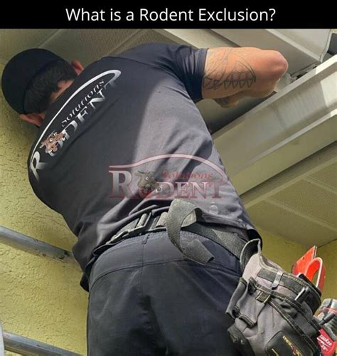 What Is A Rodent Exclusion