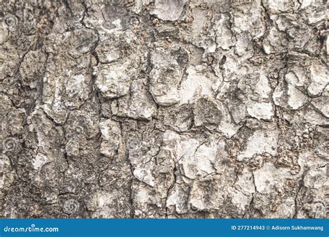 Background Or Texture Of Trees Stock Image Image Of Panel Space