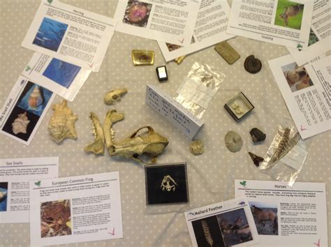 Find A Fact About Fossils To Share With The Class St Mark S C Of E Primary Babe