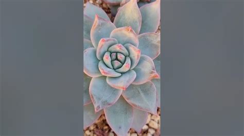 다육이 파랑새 다육이오빠short Youtube