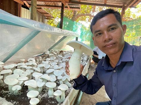 លោក តូច ចន នាំចូលផ្សិតកញ្ជោរទឹកដោះ មកបង្កាត់ពូជក្នុងស្រុកដោយជោគជ័យ និងមានទីផ្សារ