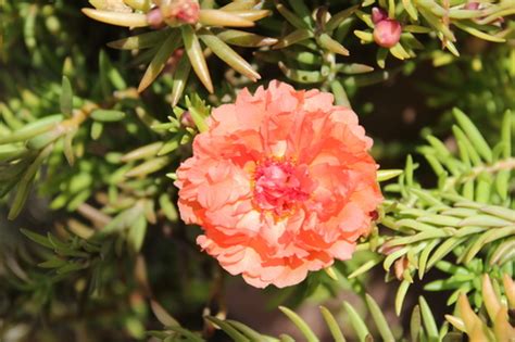 Rose Moss Portulaca Grandiflora — Edible Plant Edible Plant Database