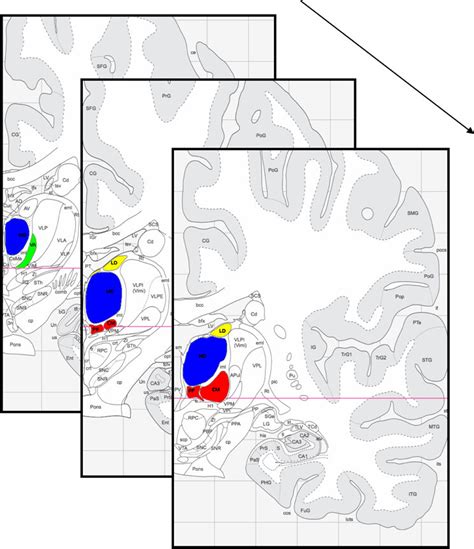 Thalamic Section From Anterior Back To Posterior Front Highlighted Download Scientific