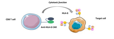 HLA G Platform Invectys