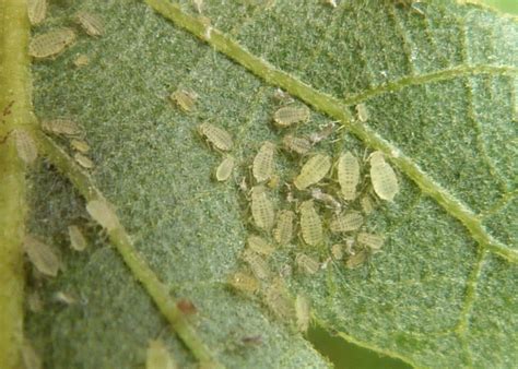 Turkey Oak Aphid Naturespot