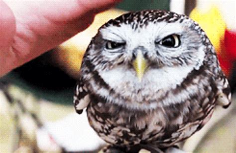 Owl S