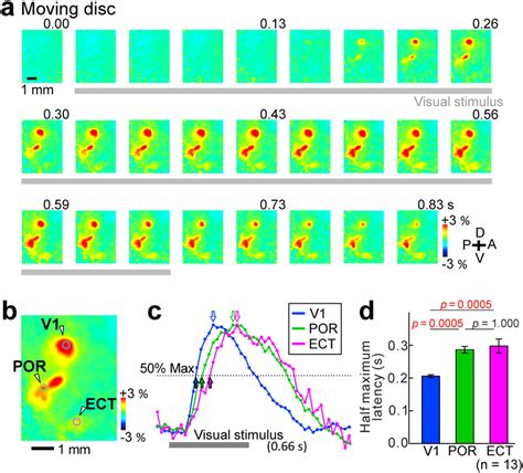 latency of visual responses in the v1 por and ect a sequential