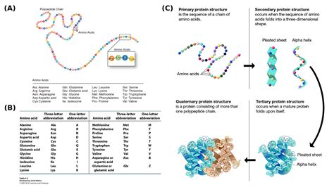 Amino Acid Chain Vs Polypeptide Chain At Kate Wylde Blog